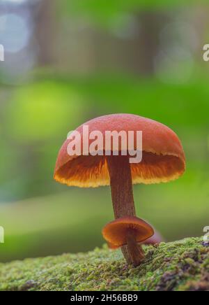 Autumn Enoki Mushrooms Stock Photo - Alamy