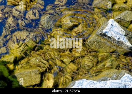 animal animals fish fishes freshwater europe european asia asian ...