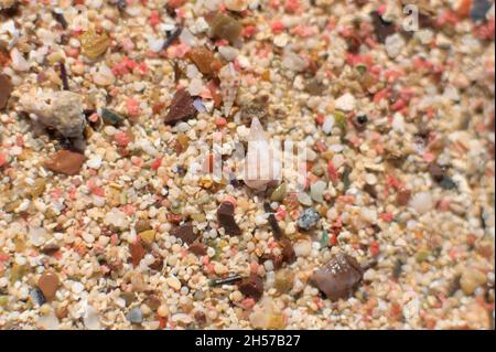 So-called pink sand from Elafonisi beach on Crete, Greece. Closeup shot ...