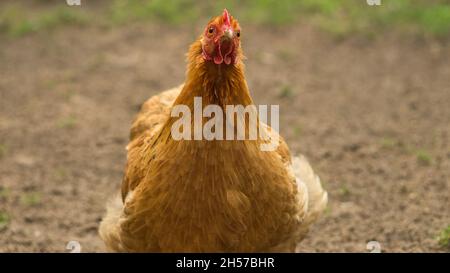 Chicken scratching on the ground for food Stock Photo - Alamy