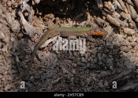 Maltese Wall Lizard, Podarcis filfolensis, in the Lower Barakka Gardens ...
