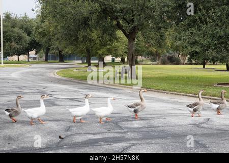 Quadrangle at Fort Sam Houston in San Antonio, Texas Stock Photo - Alamy