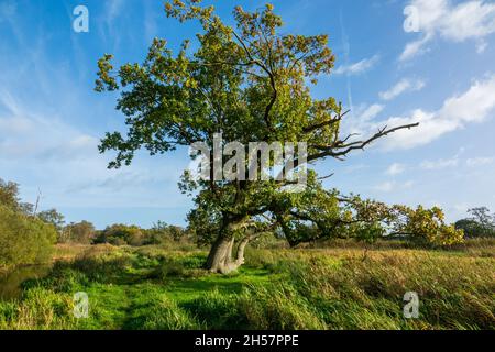 Dilham Canal walk, Norfolk Stock Photo - Alamy