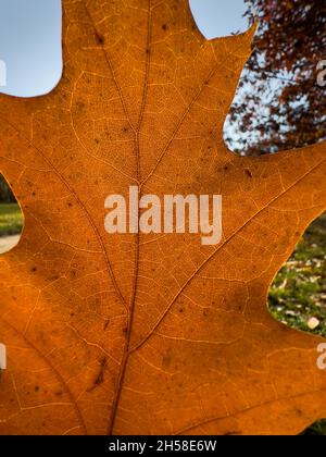 The macro view of a red leaf, the leaf is shining through the sun ...
