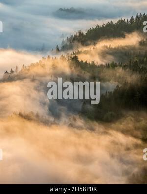 Sun rays falling on growing vegetation in a forest Stock Photo - Alamy