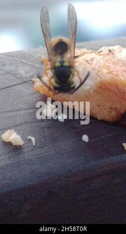 Honey bee tearing chicken meat on the table Stock Photo - Alamy