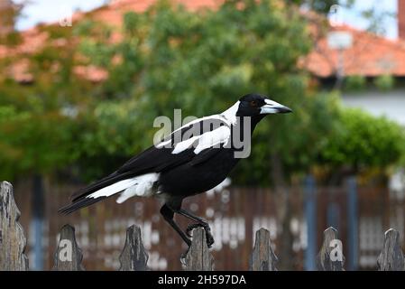An Australian Magpie on a Fence Stock Photo - Alamy