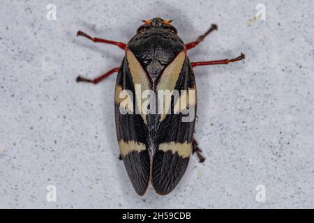 Adult Froghopper Insect of the species Deois flavopicta Stock Photo - Alamy