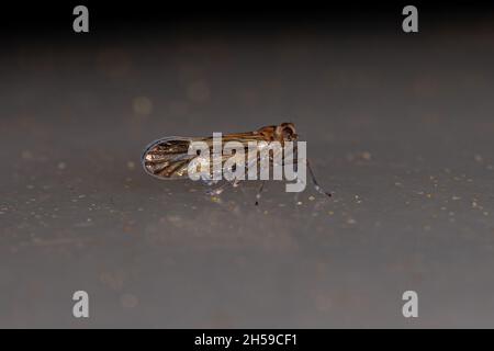 Adult Delphacid Planthopper Insect of the Family Delphacidae Stock ...