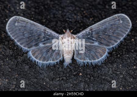Derbidae ; Derbid planthopper ; Derbidae is a family of insects in the ...