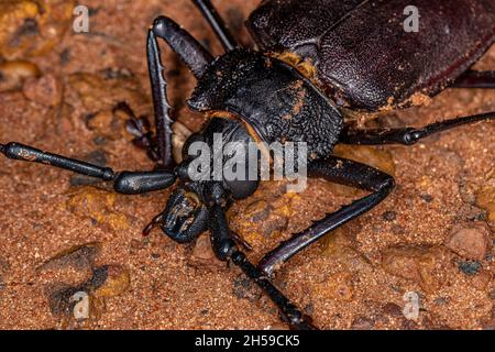 Adult Giant Prionid Beetle of the species Ctenoscelis coeus Stock Photo ...