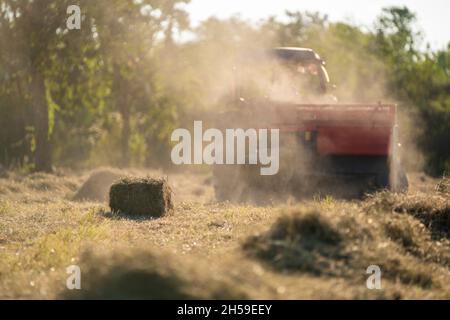 Grass harvesting machinery, dry pangola grass, hay compressed into lies ...