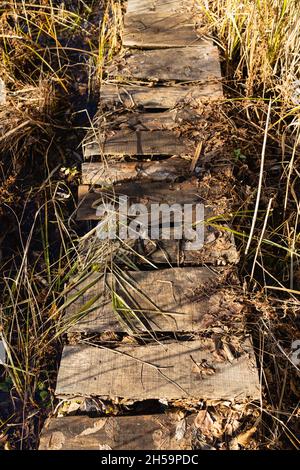 traditional bog landscape with swamp trees, grass and moss, heather ...