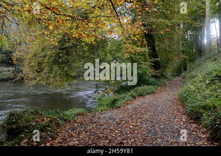 River side walk along the Teifi River at Henllan Carmarthenshire Wales ...