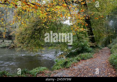 River side walk along the Teifi River at Henllan Carmarthenshire Wales ...