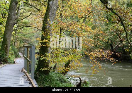 Boardwalk along the River Teifi at Cenarth Falls, Wales Stock Photo - Alamy