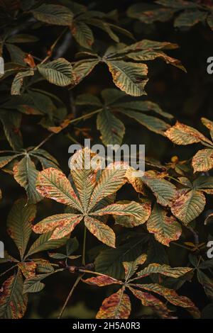 A vertical shot of a plant with beautiful autumn leaves Stock Photo - Alamy