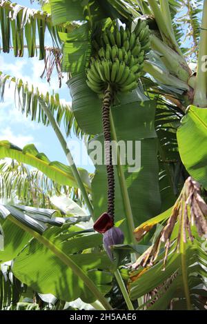 Bunch of bananas. Banana, pacoba or pacova is a pseudobaga of the ...
