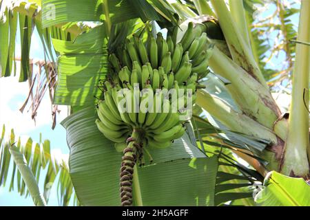 Bunch of bananas. Banana, pacoba or pacova is a pseudobaga of the ...