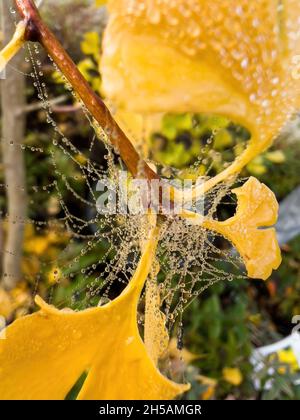 Ginkgo (Ginkgo biloba) leaf with raindrop, water drop, ginkgo, Ginko ...