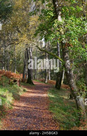 Autumn colours at Knock Hill, Crieff, Perthshire, Scotland Stock Photo ...