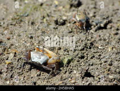 Fiddler Crab (Uca vocans) in the mud Stock Photo - Alamy