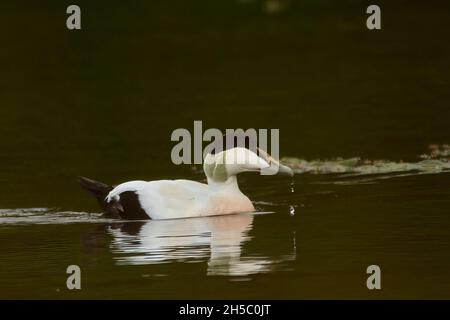 Common Eider drake, Somateria mollissima, Camsail Bay, Argyll, Scotland ...