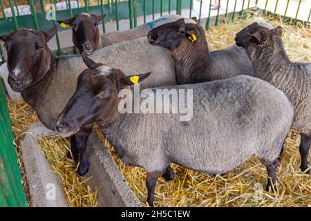 Black Head Sheep in Enclosure at Animal Farm Stock Photo - Alamy
