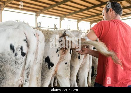 Farmer doing the procedure of artificial insemination of cow in the ...