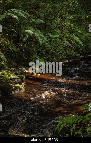 The Ogeen River on the Canon Sheehan loop walk in the Ballyhoura forest ...