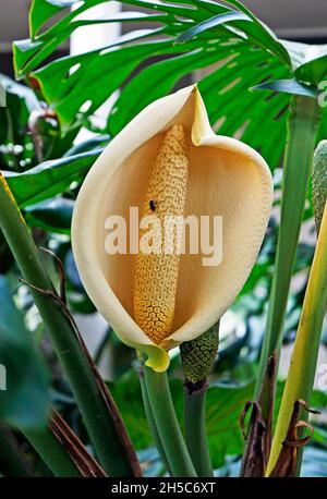 Large flower of Monstera deliciosa, tropical fruit salad plant, with ...