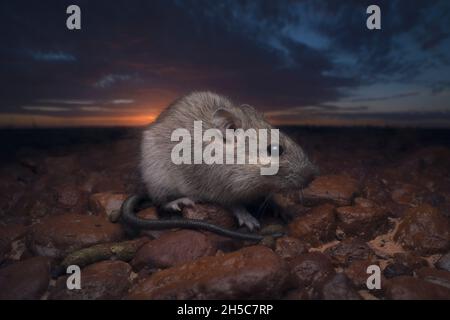Long-haired Rat (Rattus villosissimus) feeding at night, Diamantina ...