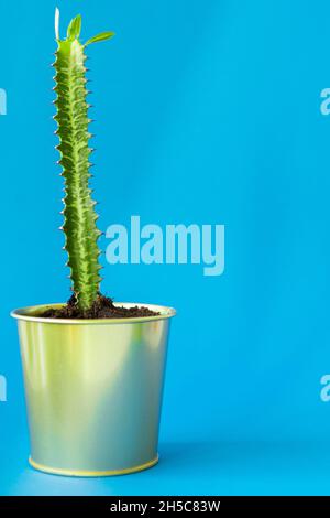 Succulent house plant small sprouts on a blue background Stock Photo ...