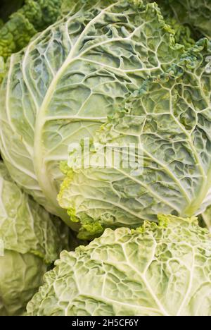 Large savoy cabbage, close-up Stock Photo - Alamy