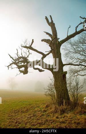 Creepy Fairytale Tree in landscape Stock Photo - Alamy