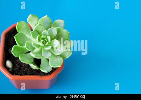 Succulent house plant small sprouts on a blue background Stock Photo ...