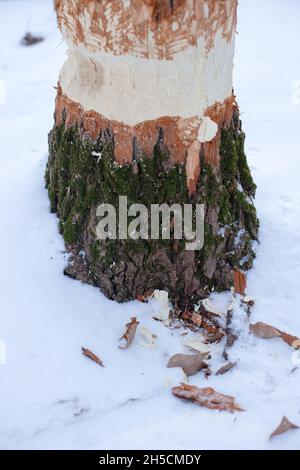 Tree gnawed by beavers in winter forest Stock Photo - Alamy
