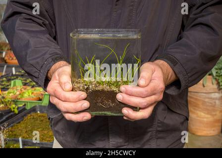 western quillwort (Isoetes lacustris), in a glass, Germany, Hamburg ...