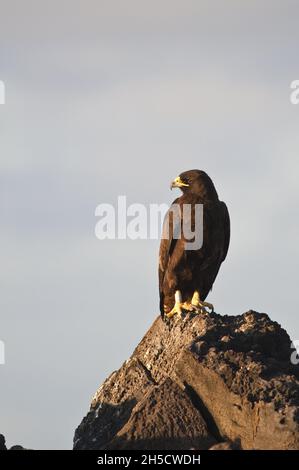 Galapagos hawk (Buteo galapagoensis) perched, Galapagos, Ecuador ...