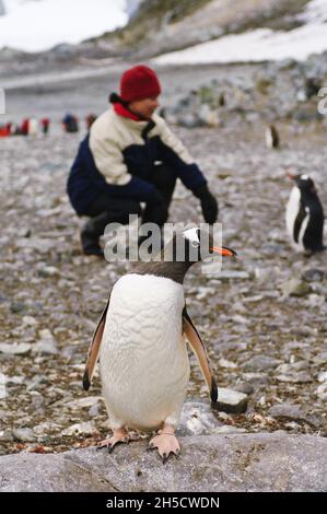 Gentoo Penguins (Pygoscelis papua) amongst and in front of the ruins ...