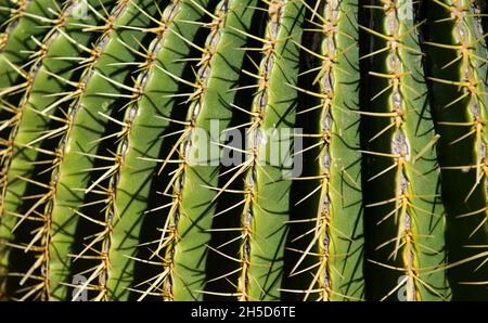 Close up cactus backdround, cacti or cactaceae pattern. Cactus spiked ...