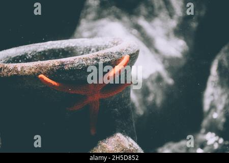 a fantastic portrait of an orange starfish Stock Photo - Alamy