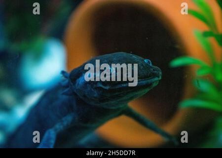 The axolotl (Ambystoma mexicanum), paedomorphic salamander, critically ...