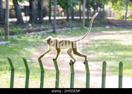 A shallow focus shot of a Squirrel monkey at zoo Stock Photo - Alamy