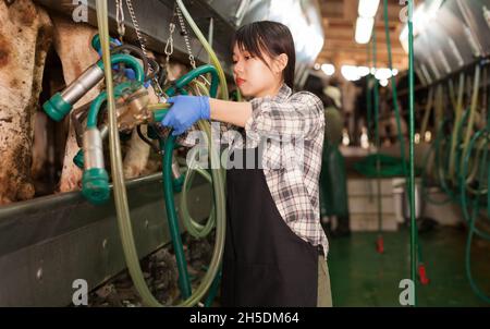 Milkmaid in apron in barn with automatical cow milking machines Stock ...