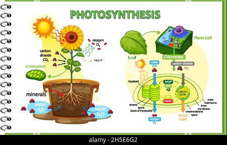 Diagram showing sunflower and process of photosynthesis illustration ...