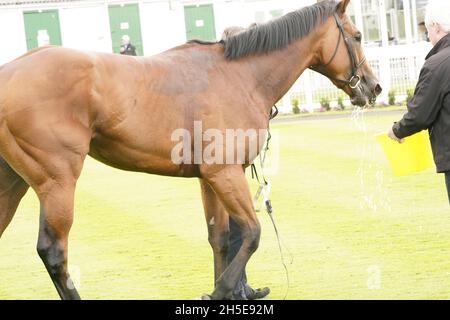 Taste of the atmosphere and thrill of a day at the races with the crowd ...