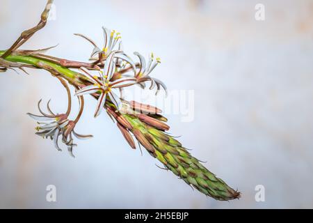 (Trachyandra ciliata), wildeblomkool Wild flowers during spring, Cape ...