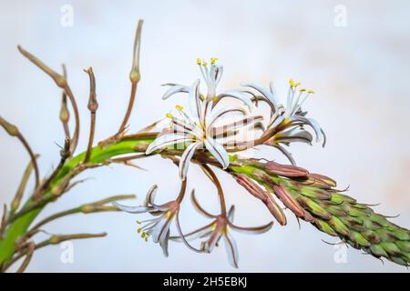 (Trachyandra ciliata), wildeblomkool Wild flowers during spring, Cape ...