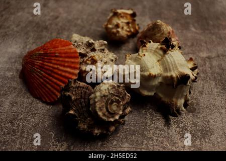 Old weathered conch shell background. Tropical sea conch wallpaper ...